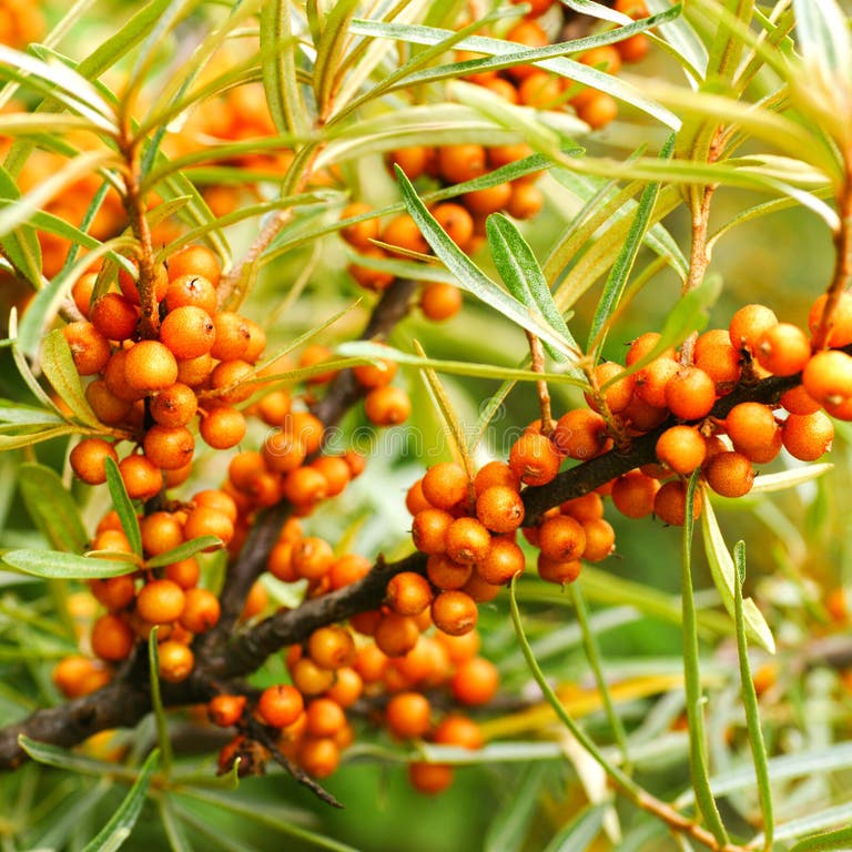 Sallow thorn stock photo. Image of sweet, sallow, fruit - 24379902