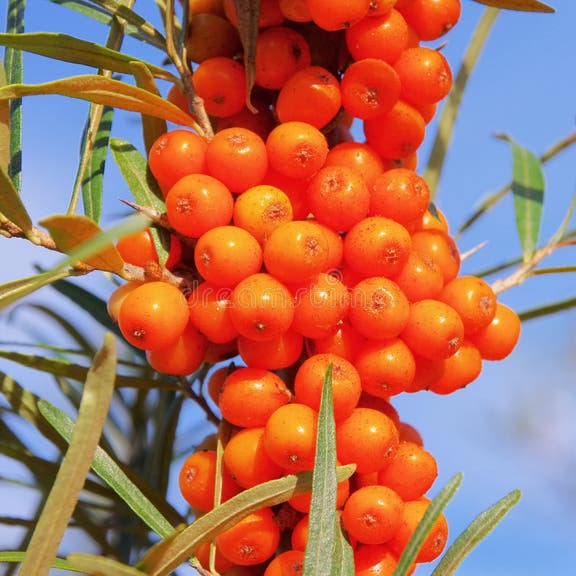Sallow thorn stock photo. Image of fruit, ripe, hippophae - 27770658