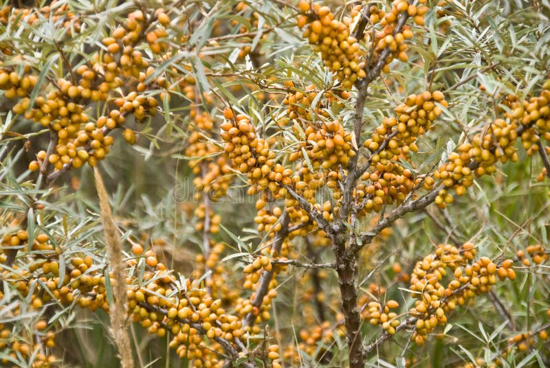 Sallow thorn stock image. Image of health, baltic, botanic - 37773161