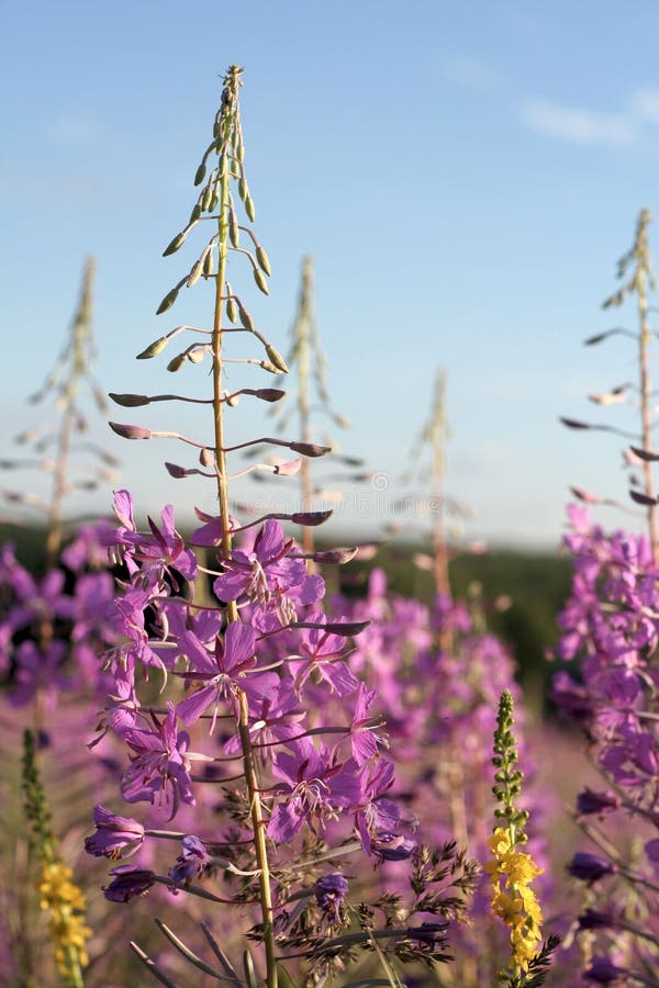 Sally-bloom stock image. Image of background, forest - 56550521