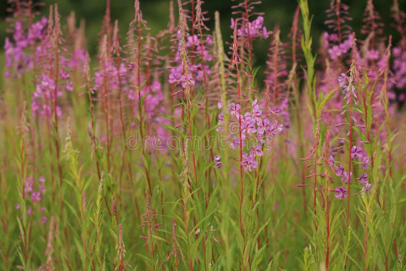 Sally-bloom stock image. Image of background, forest - 56550521