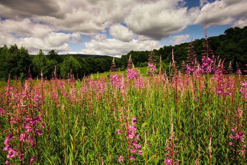 Sally-bloom stock image. Image of background, forest - 56550521
