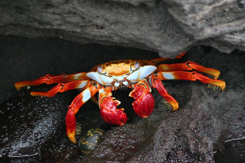 Sally Lightfoot Crab, Galapagos Stock Photo - Image of natural ...