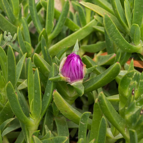 Sally My Handsome Opening Bud Stock Photo - Image of purple, flowers ...