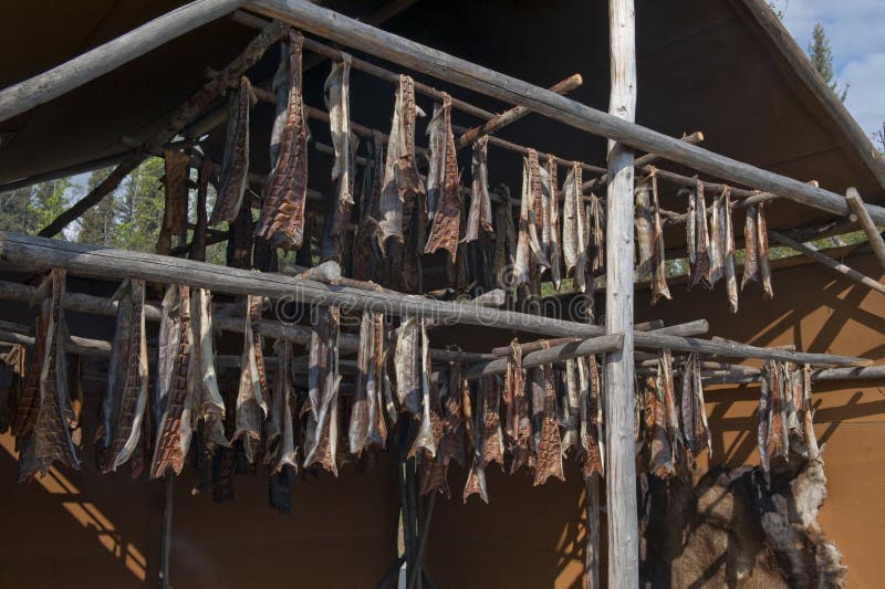 Smoked fish stock photo. Image of salmon, smokehouse - 19685224