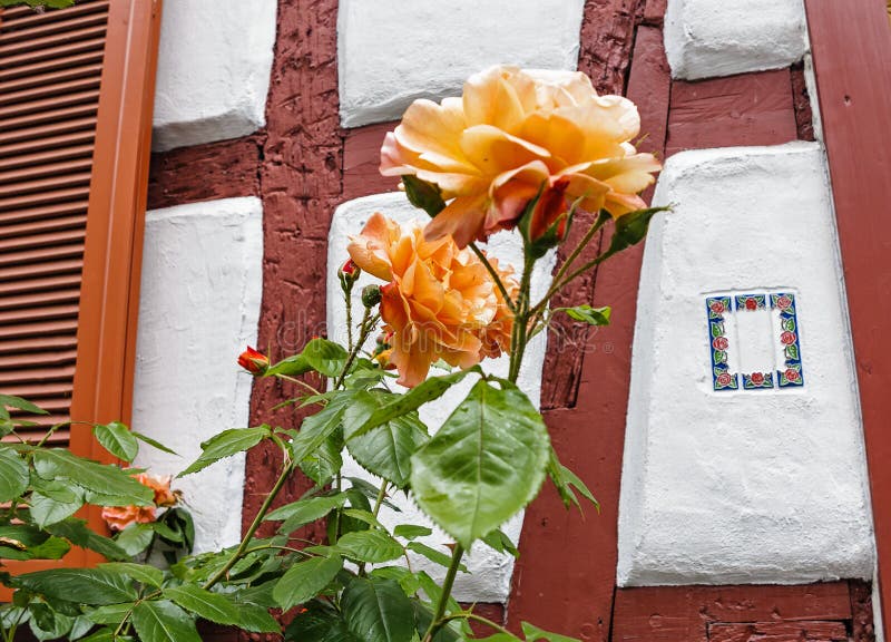 Salmon-colored Climbing Roses Against House Wall Stock Image - Image of ...