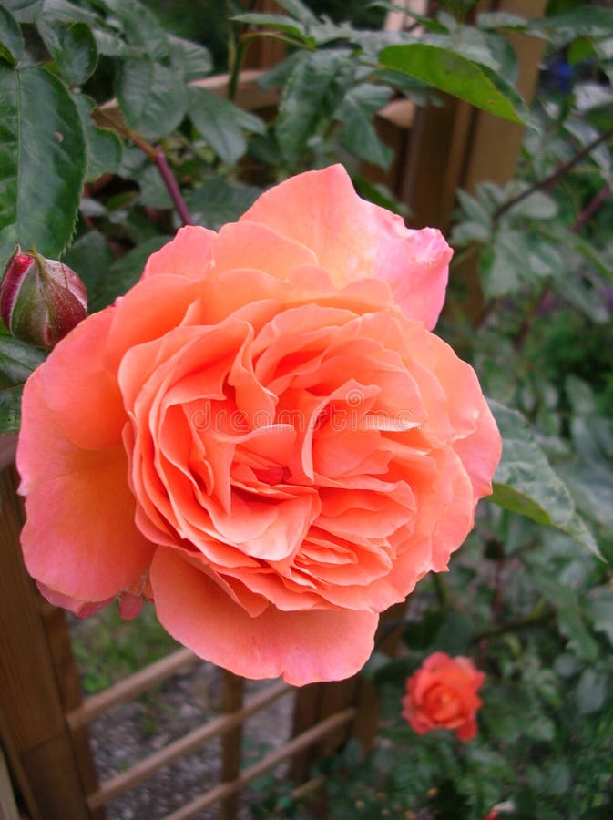 Salmon Colored Elegant Rose Stock Image - Image of petalled, colored ...