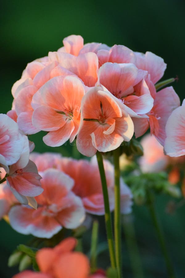 Salmon-colored Geranium stock photo. Image of plants - 156834696