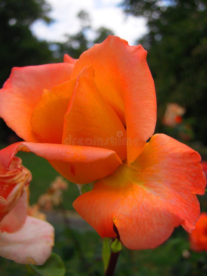 Salmon-colored rose stock photo. Image of blooming, salmon - 84013262