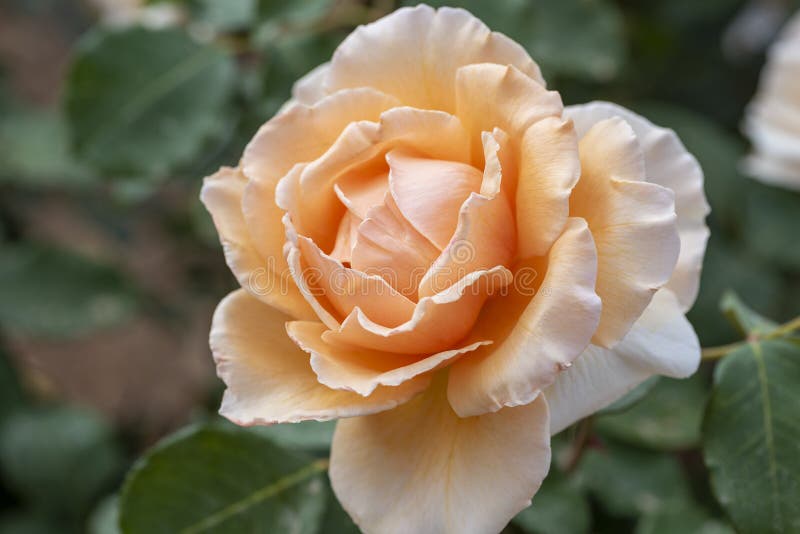 Salmon Colored Rose Flower on White Backgrpund Stock Image - Image of ...
