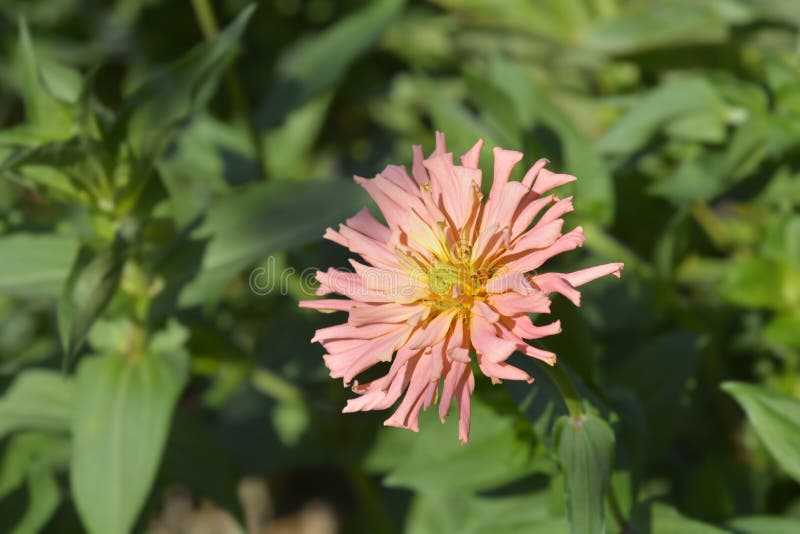Salmon colored zinnia stock photo. Image of elegans - 268507882