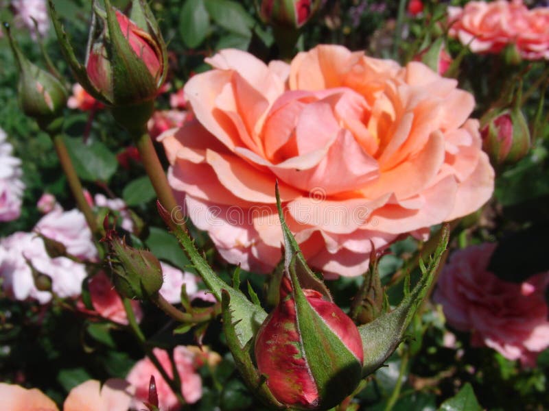 Beautiful Summer Rose stock image. Image of summer, beautiful - 151703347