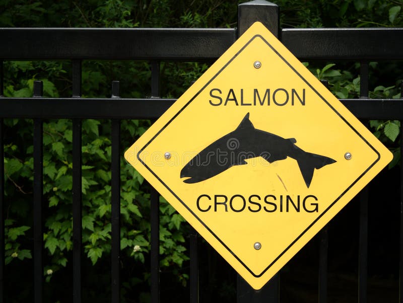 Salmon crossing stock image. Image of silhouette, diamond - 5381795