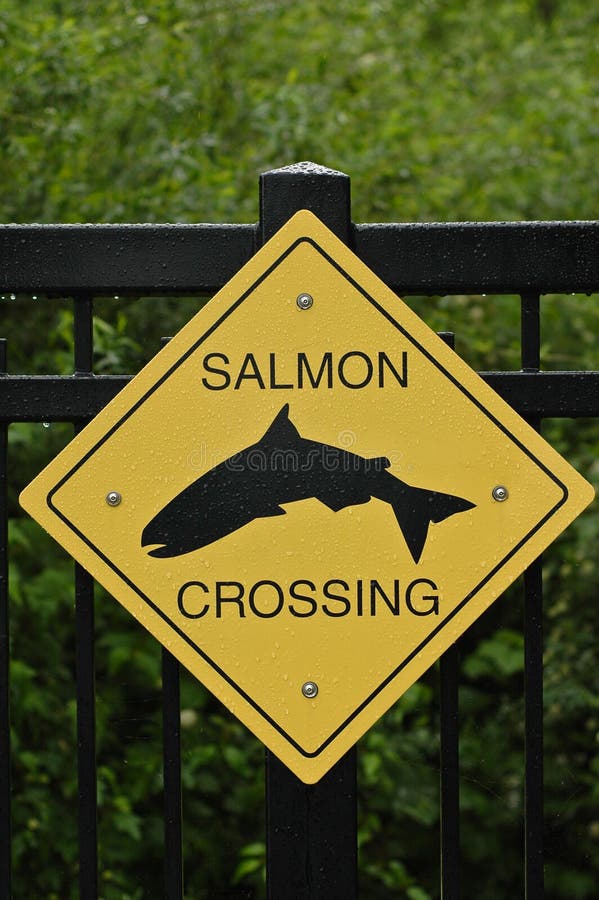 Salmon Crossing Sign in Vancouver Canada Stock Photo - Image of ...