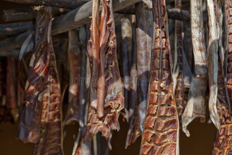 Salmon Curing in Smoke House Stock Image - Image of fish, tradition ...