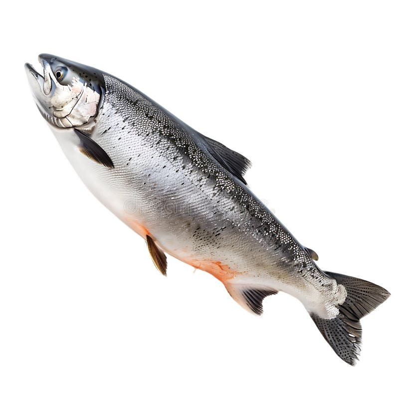 Salmon Fish Isolated Over Transparent Background Ai Generated Stock ...