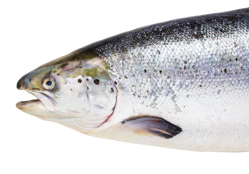 Salmon fish stock photo. Image of salmon, white, fish - 35181062