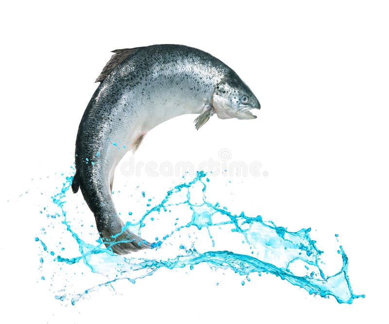 Salmon Fish Jumping Out of Water Stock Image - Image of closeup ...