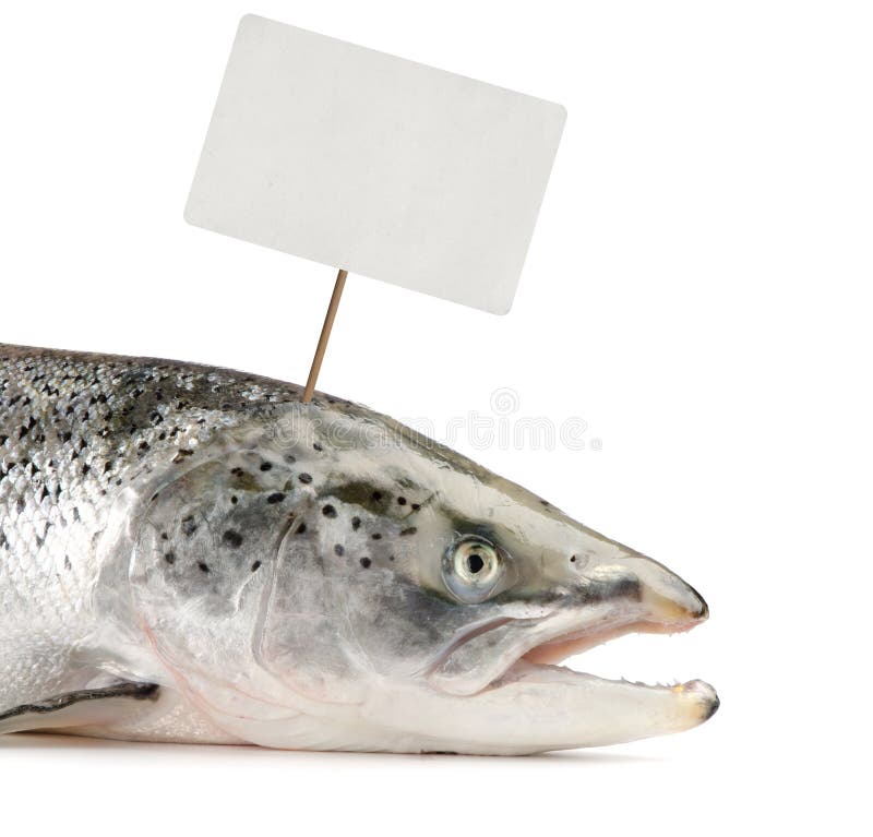 208 Salmon Fish Price Tag Stock Photos - Free & Royalty-Free Stock ...