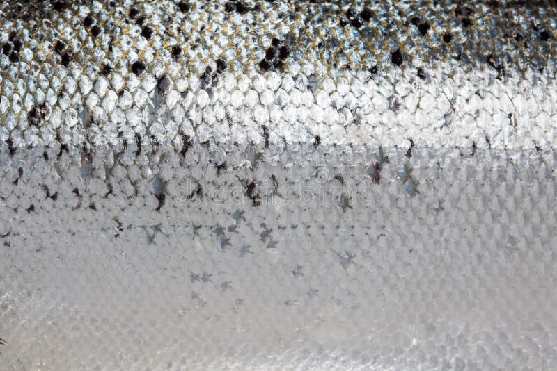 Fish scale stock photo. Image of food, fillet, fish, pattern - 32601436