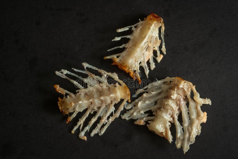 Salmon Fish Skeleton Bones on Dark Background Stock Image - Image of ...