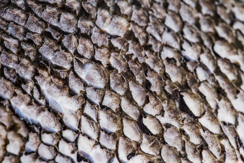 Fish Spa Skin Therapy stock photo. Image of salon, care - 20245368