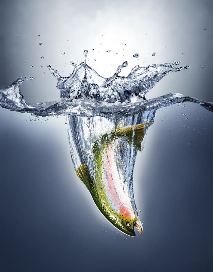 Salmon Fish Splashing into Water Forming a Crown Splash. Stock ...
