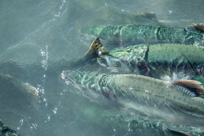 Salmon Fish Swimming Up the River Stock Image - Image of fauna, alaska ...