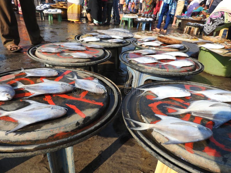 Fish size comparison stock image. Image of salmon, fish - 116372765