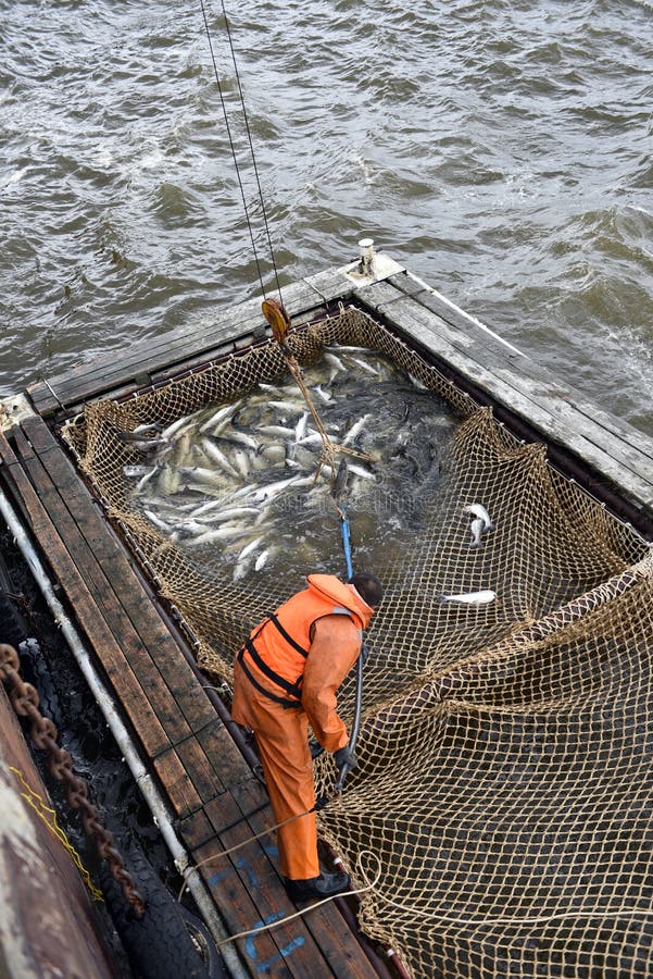 Salmon fishing season stock image. Image of load, arctic - 57613097