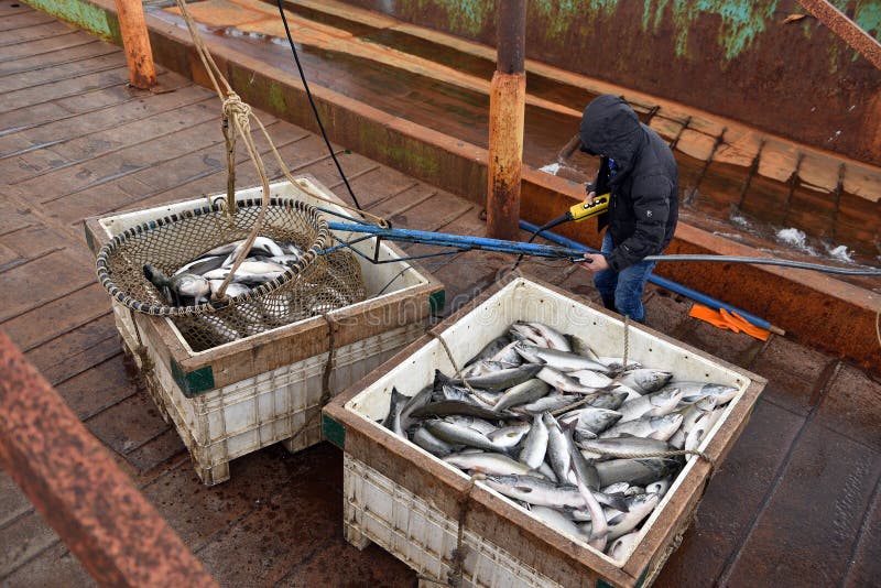 Salmon fishing season stock image. Image of catch, fisher - 57613495