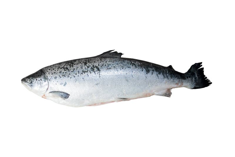 Salmon is Fresh Fish without Entrails. Isolate on a White Background ...