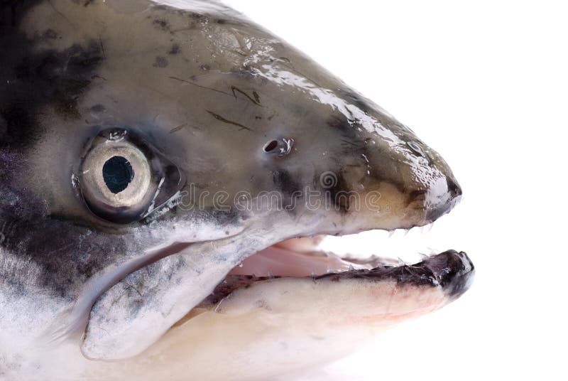 Salmon Head stock image. Image of tongue, fish, salmon - 7524287