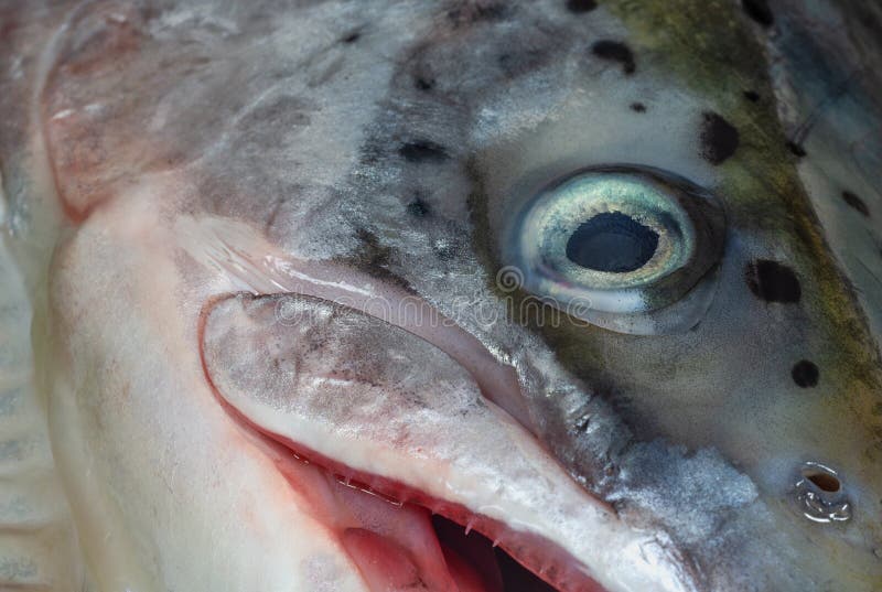 Salmon head close up stock image. Image of design, gills - 242281601