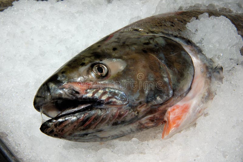 Salmon on the ice stock photo. Image of cooking, food - 14810076