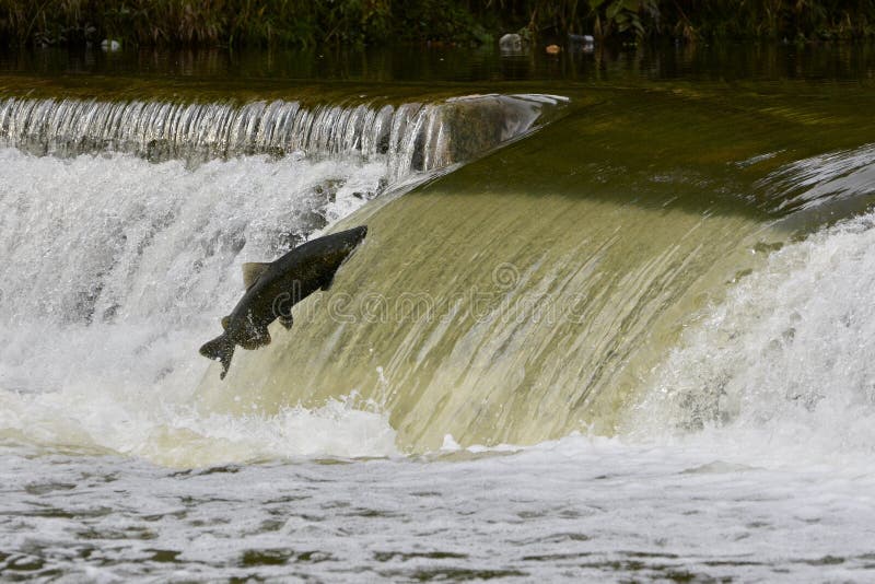 1,362 Salmon Jumping Photos - Free & Royalty-Free Stock Photos from ...