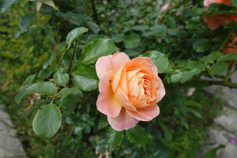 Salmon Pink Flower in the Leafage of Rose Stock Photo - Image of nature ...