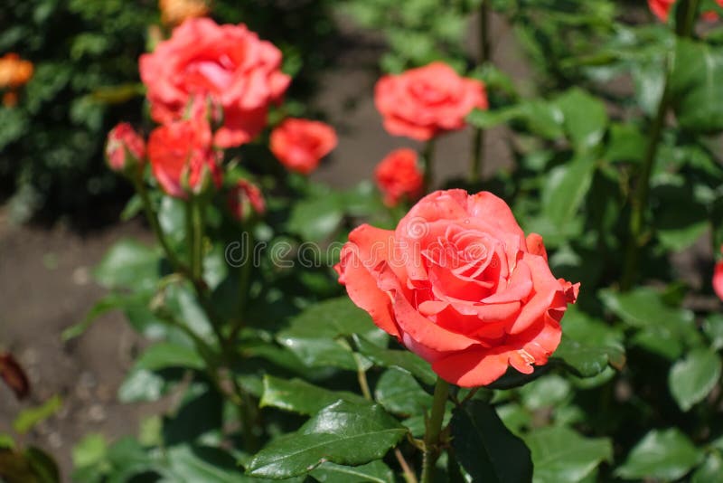 Salmon Pink Flowers of Roses Stock Photo - Image of double, blossom ...