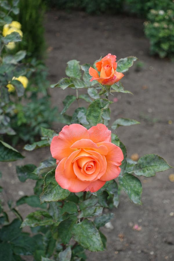 2 Salmon Pink Flowers of Roses in June Stock Image - Image of bloom ...