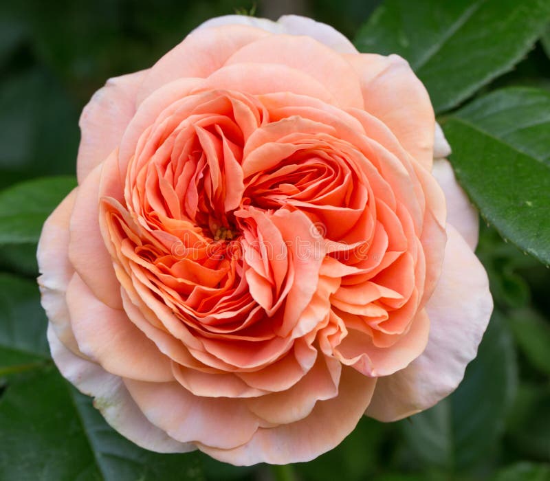 Salmon Pink Orange Rose in the Garden. Stock Image - Image of faassen ...