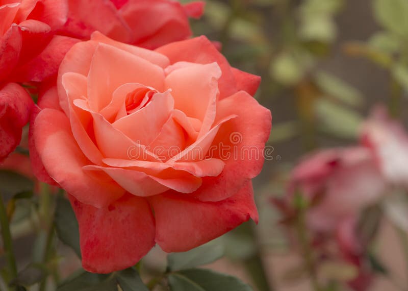 Salmon Pink Rose stock photo. Image of flower, landscaping - 42225078