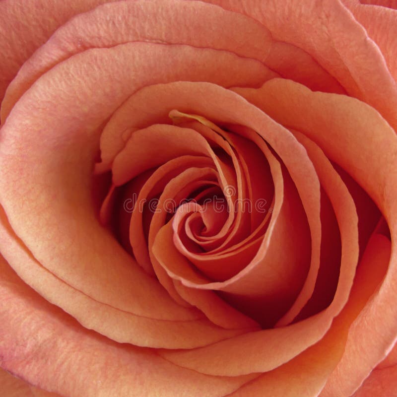 Trendy Lush Lava Colour Rose Close-up Photo Stock Image - Image of gift ...