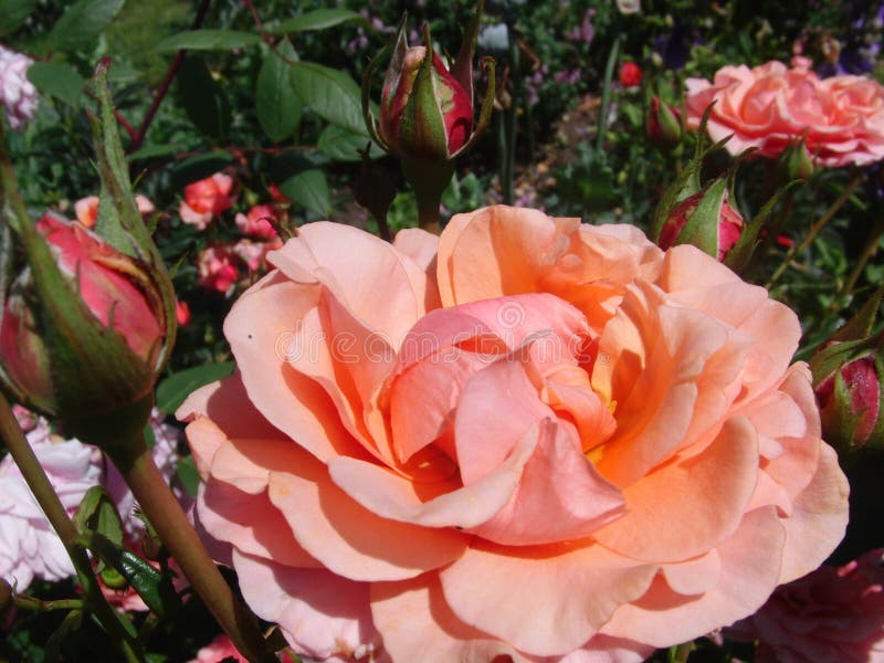 Salmon Pink foto de archivo. Imagen de rosa, salmones - 151696634