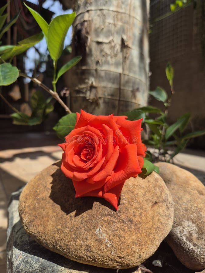 Salmon Pink Rose on Top of Rocks in the Garden at Dusk. Stock Image ...
