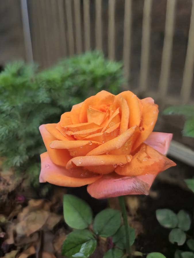 A Salmon Rosebud in the Garden at Dawn. Beautiful. Stock Photo - Image ...