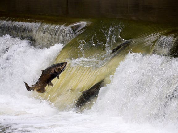 Salmon run stock photo. Image of fish, river, spawning - 27201684