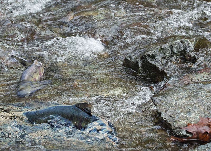Salmon run stock image. Image of spawn, canada, animal - 34997503