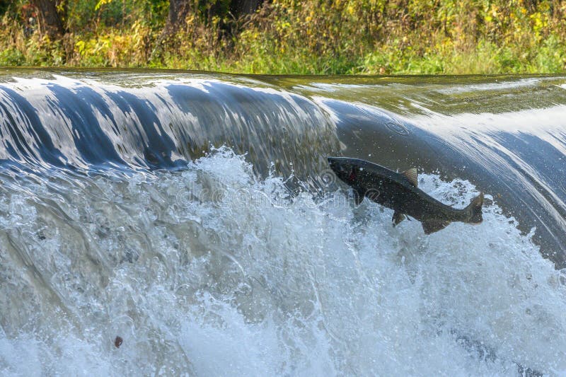 Salmon Run on the Humber River at Old Mill Park in Canada Stock Photo ...