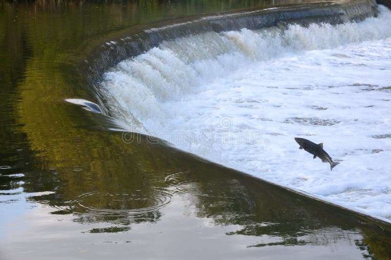 Salmon Run on the Humber River at Old Mill Park in Canada Stock Image ...