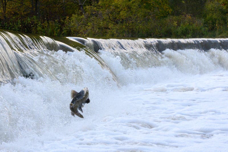 Salmon Run on the Humber River at Old Mill Park in Canada Stock Photo ...